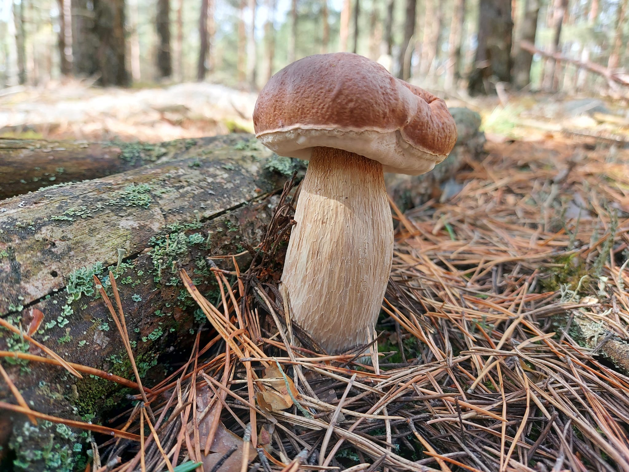 Baravykai - Kanapių ūkis
