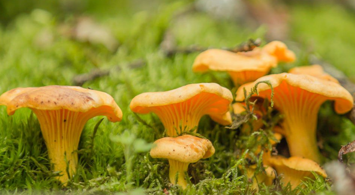 Voveraitės Lietuvoje - Kanapių ūkis